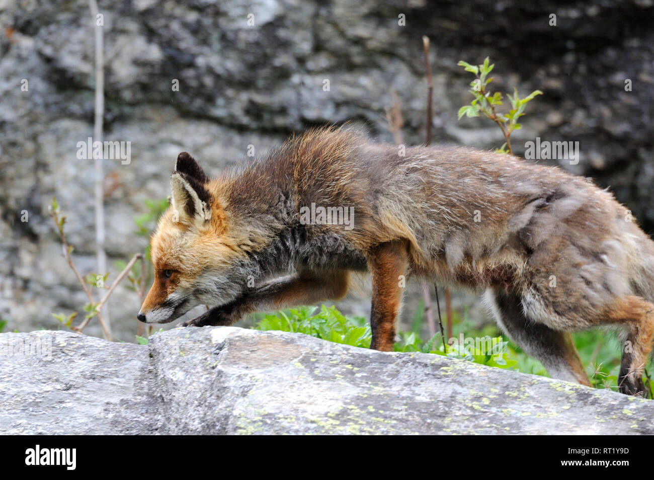Red fox, fox, predator, doggy, pure corner, crafty fox, European fox ...