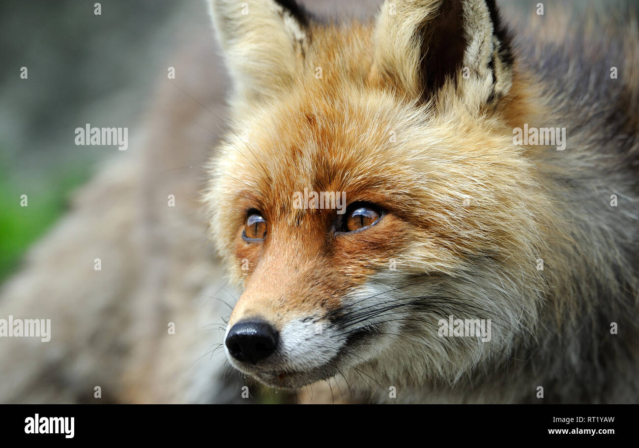 Red fox, fox, predator, doggy, pure corner, crafty fox, European fox ...