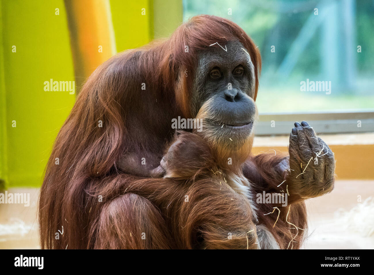 The Indian crested Porcupine, Hystrix indica or Indian porcupine, is a ...