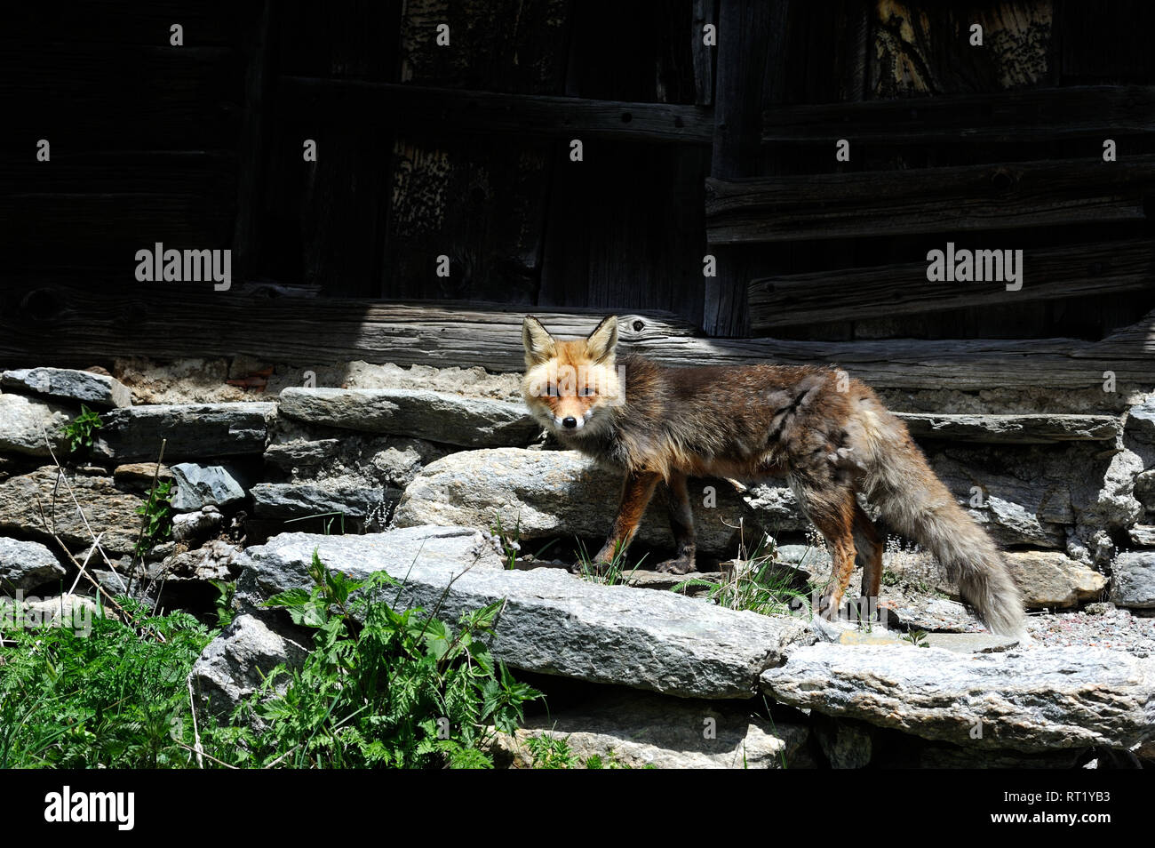 Red fox, fox, predator, doggy, pure corner, crafty fox, European fox ...
