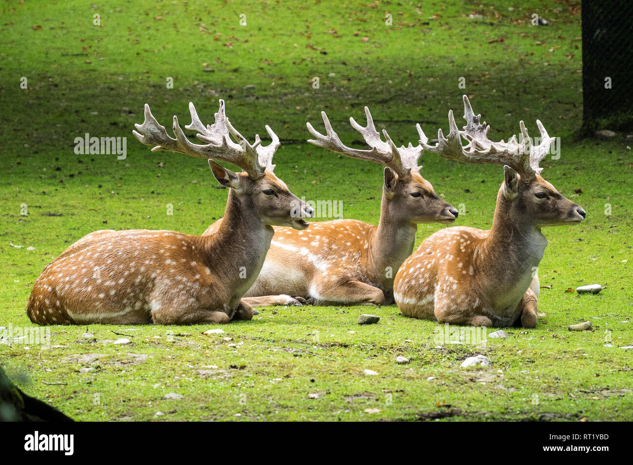 The fallow deer, Dama dama is a ruminant mammal belonging to the family ...