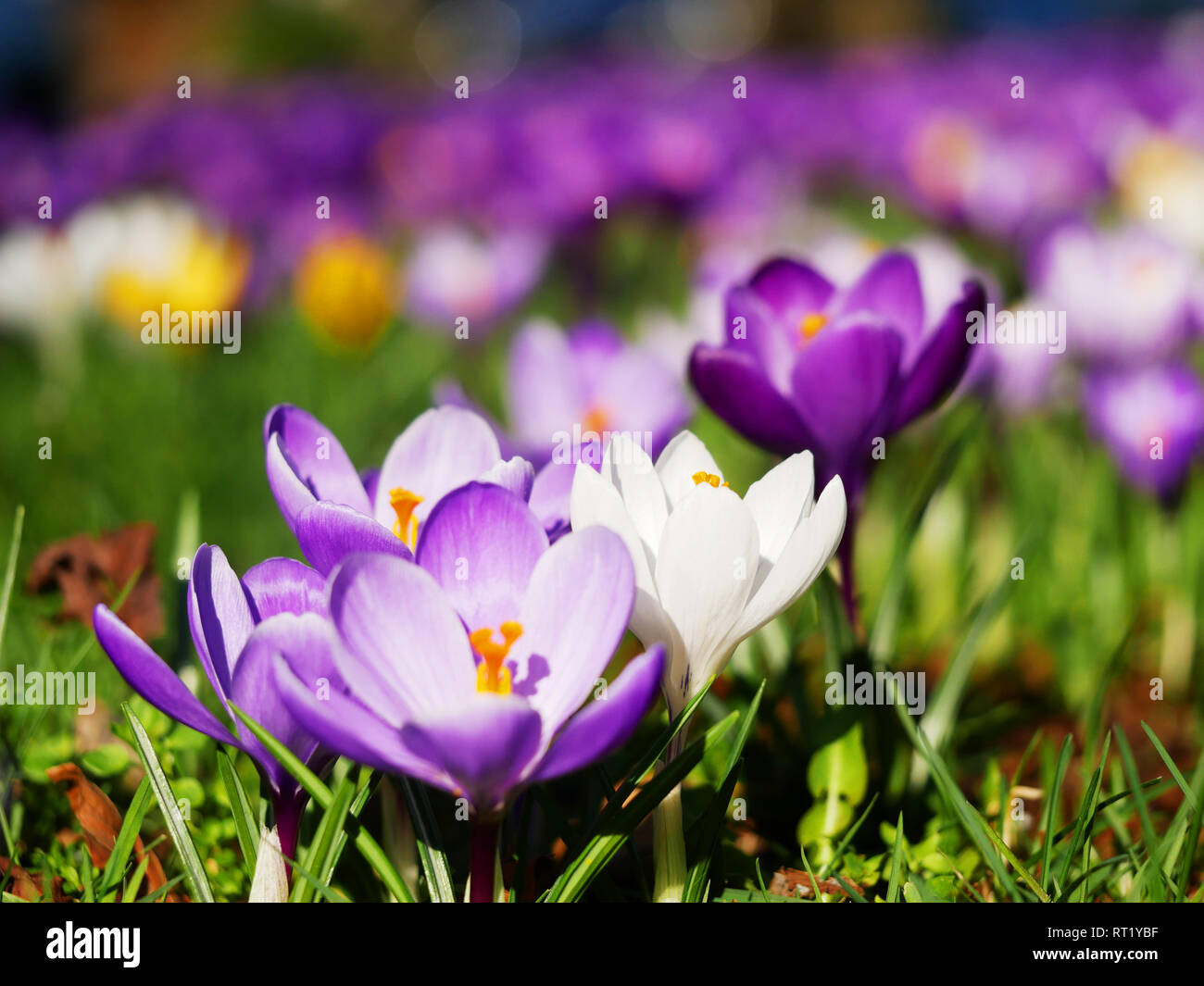 Flower field, spring Stock Photo - Alamy