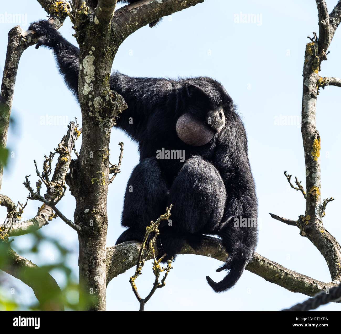 The siamang,Symphalangus syndactylus is an arboreal black-furred gibbon ...