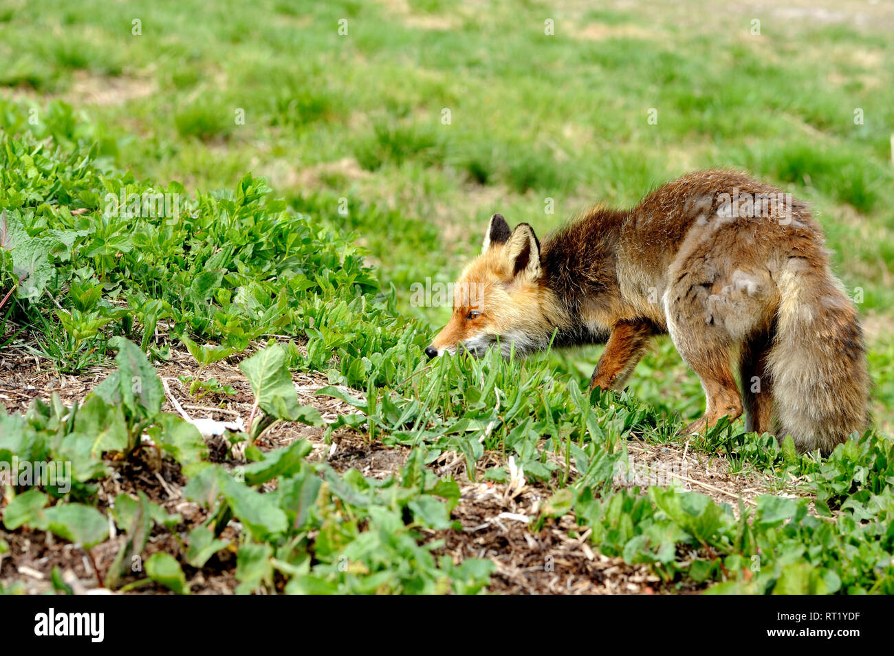 Red fox, fox, predator, doggy, pure corner, crafty fox, European fox ...