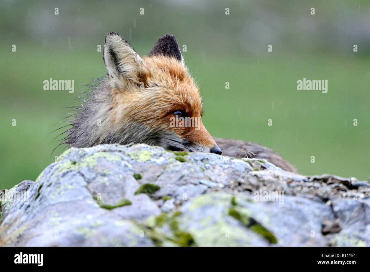 Red fox, fox, predator, doggy, pure corner, crafty fox, European fox ...