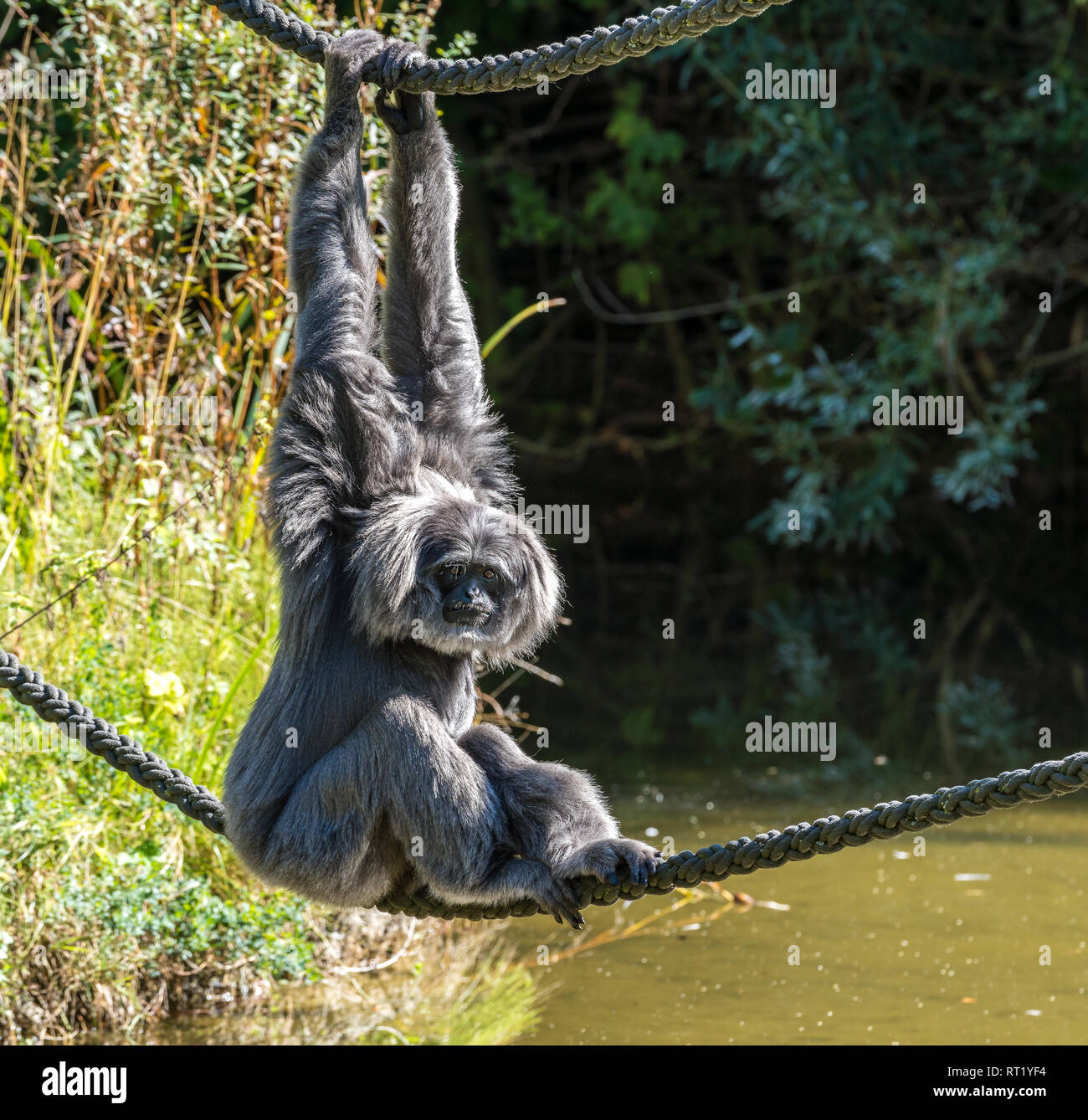 The siamang,Symphalangus syndactylus is an arboreal black-furred gibbon ...