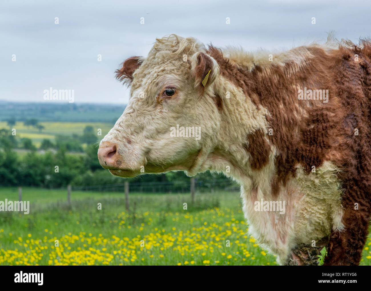 Cows head buttercup field hi-res stock photography and images - Alamy