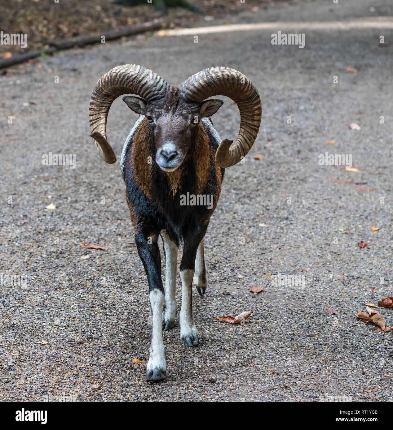 The European mouflon, Ovis orientalis musimon is the westernmost and ...