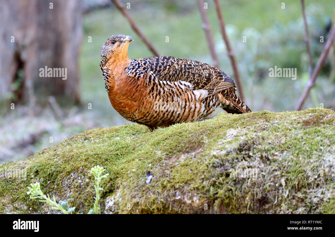 wood grouse, Auerhühner, pheasant-like, big cock, chickens ...