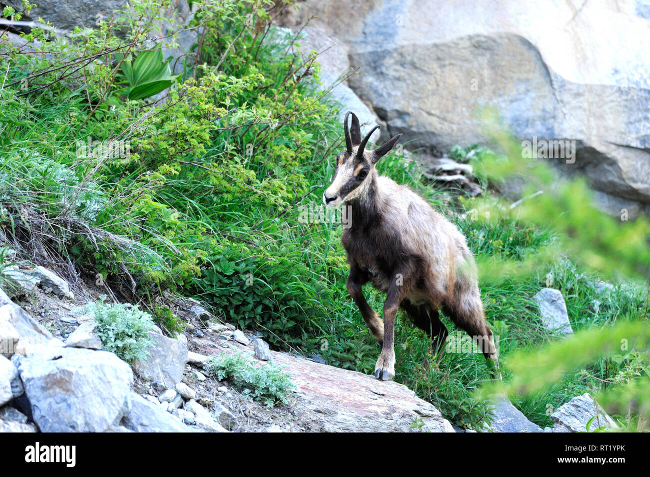 Chamois, Gams, mountain goat, chamois, chamois, chamois, Rupicapra ...