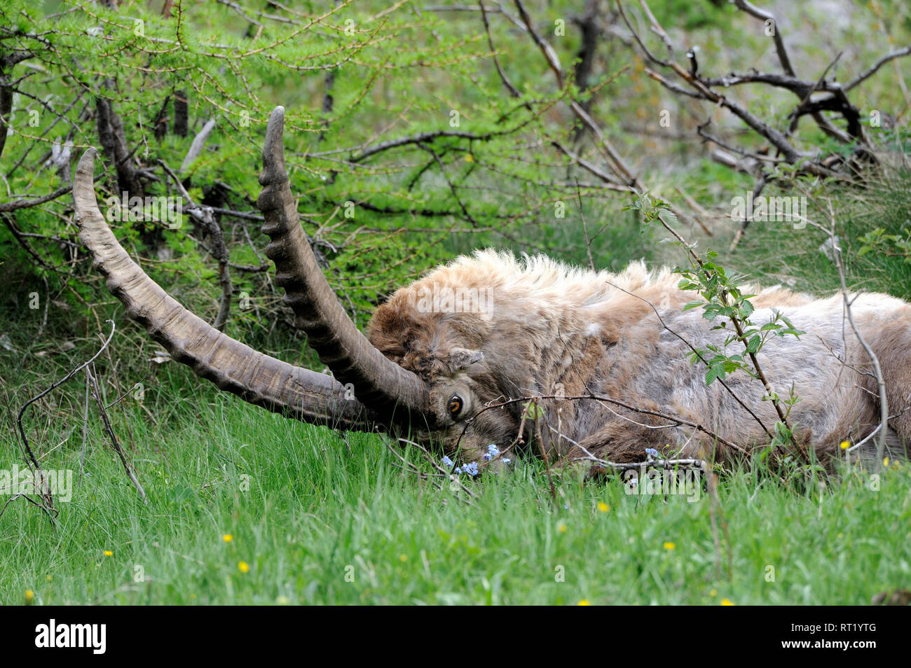 Capricorn, mountain goat, cloven-hoofed animal, ruminant, horn-rimmed ...