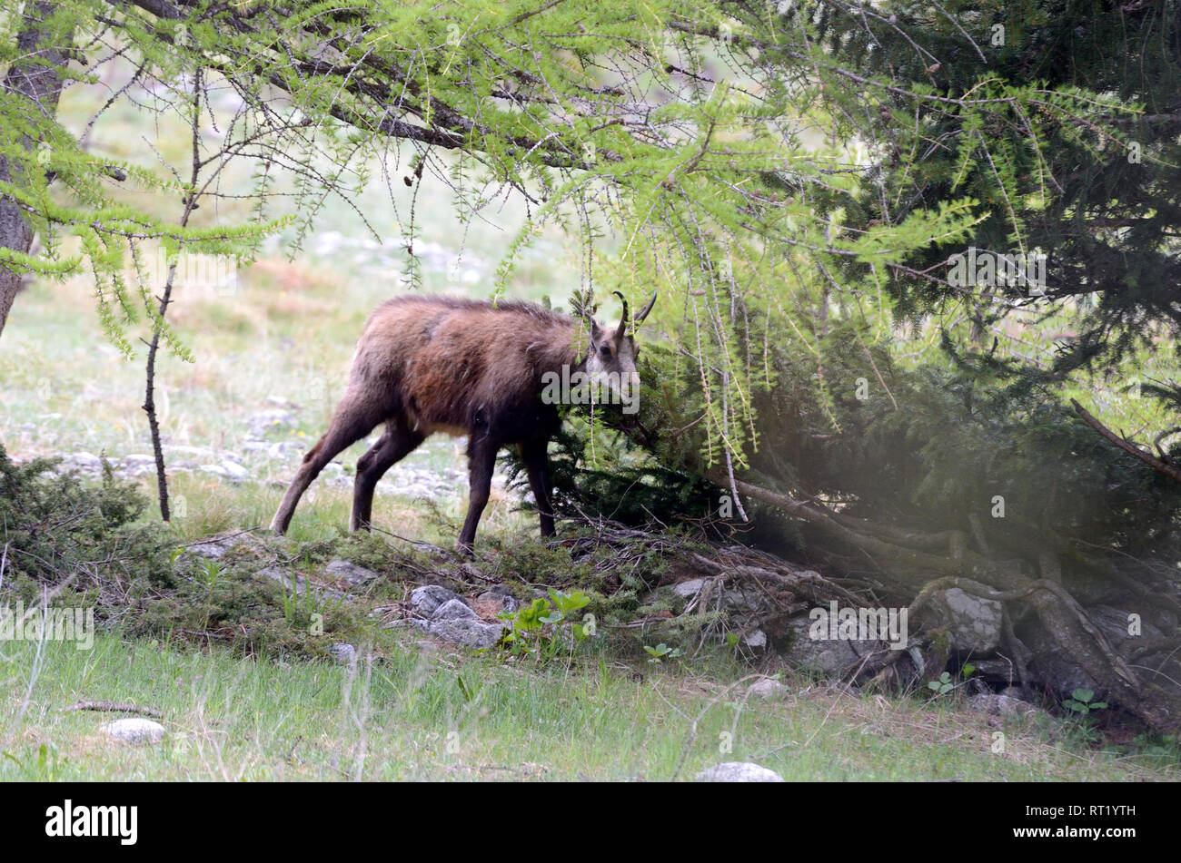Chamois, Gams, mountain goat, chamois, chamois, chamois, Rupicapra ...