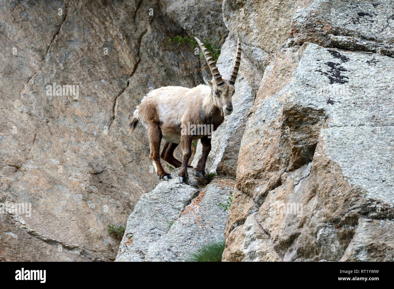 Capricorn, mountain goat, cloven-hoofed animal, ruminant, horn-rimmed ...