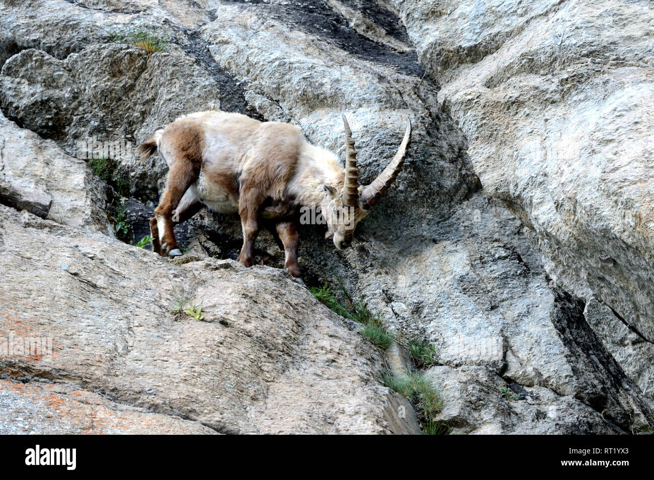 Capricorn, mountain goat, cloven-hoofed animal, ruminant, horn-rimmed ...