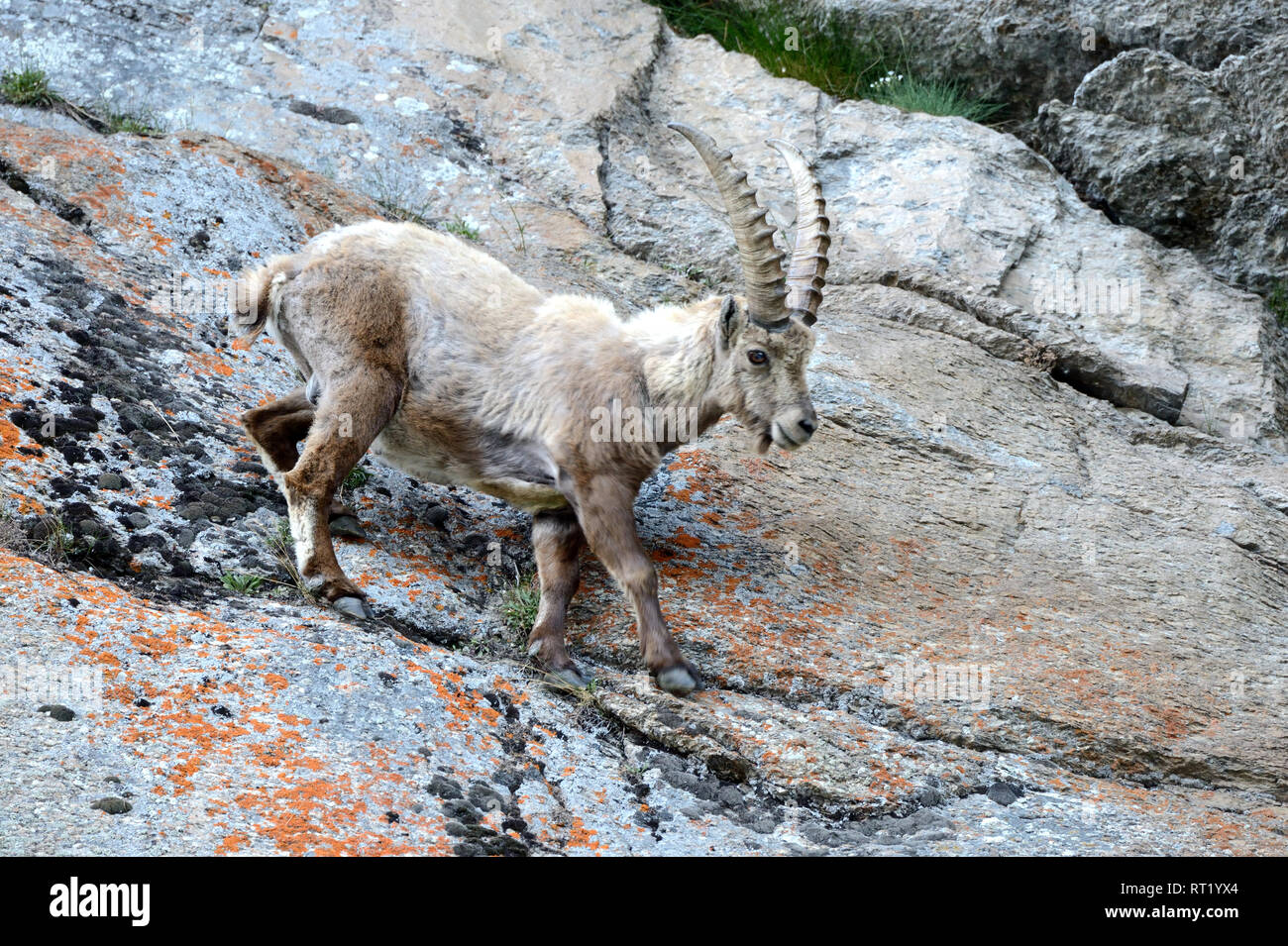 Capricorn, mountain goat, cloven-hoofed animal, ruminant, horn-rimmed ...