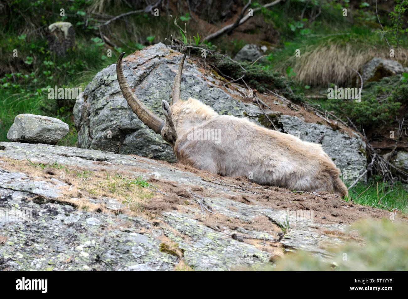 Capricorn, mountain goat, cloven-hoofed animal, ruminant, horn-rimmed ...