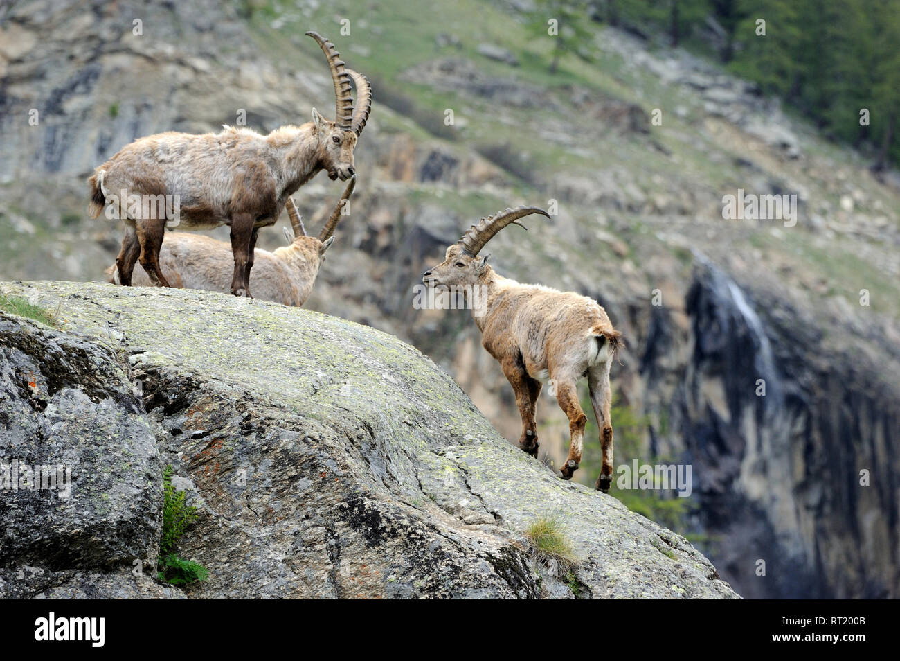 Capricorn, mountain goat, cloven-hoofed animal, ruminant, horn-rimmed ...