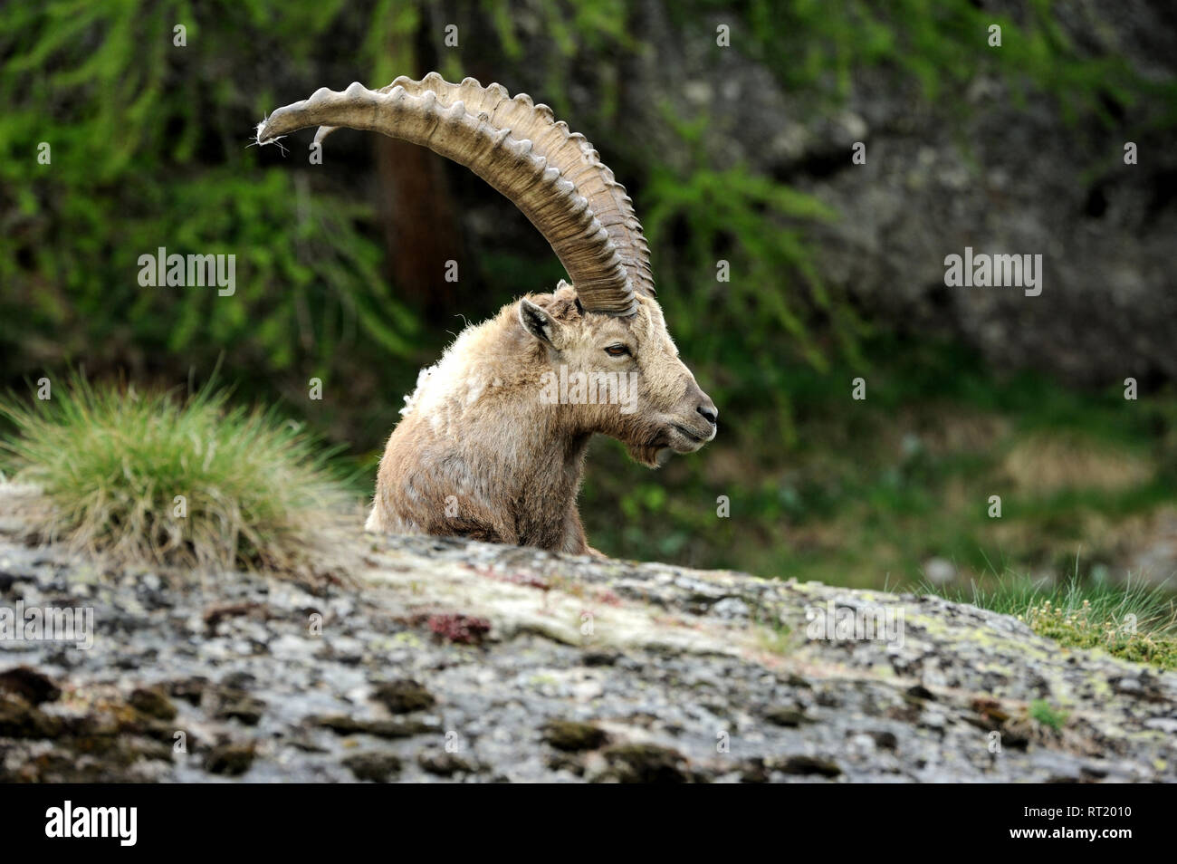 Capricorn, mountain goat, cloven-hoofed animal, ruminant, horn-rimmed ...