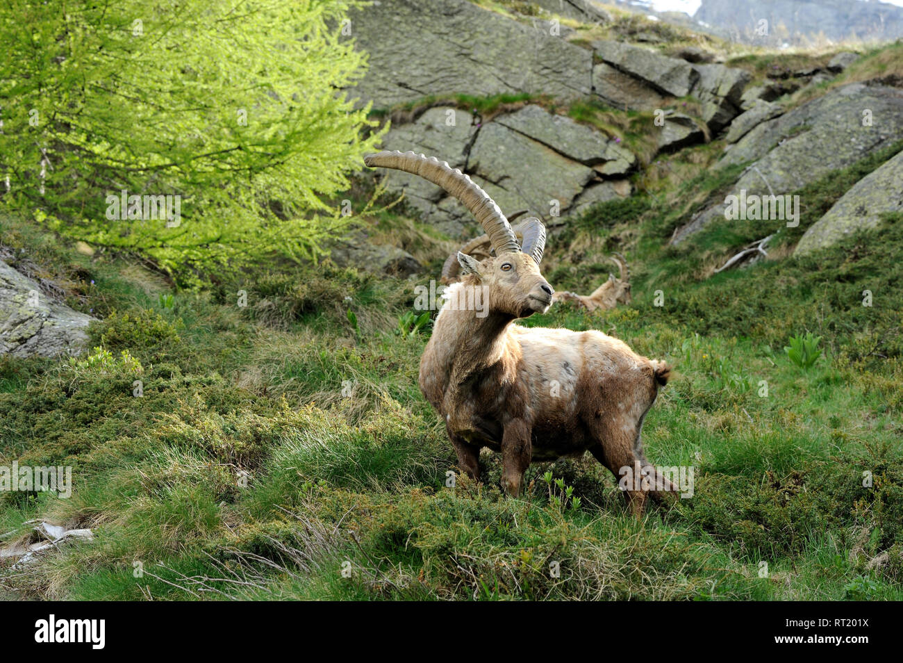 Capricorn, mountain goat, cloven-hoofed animal, ruminant, horn-rimmed ...