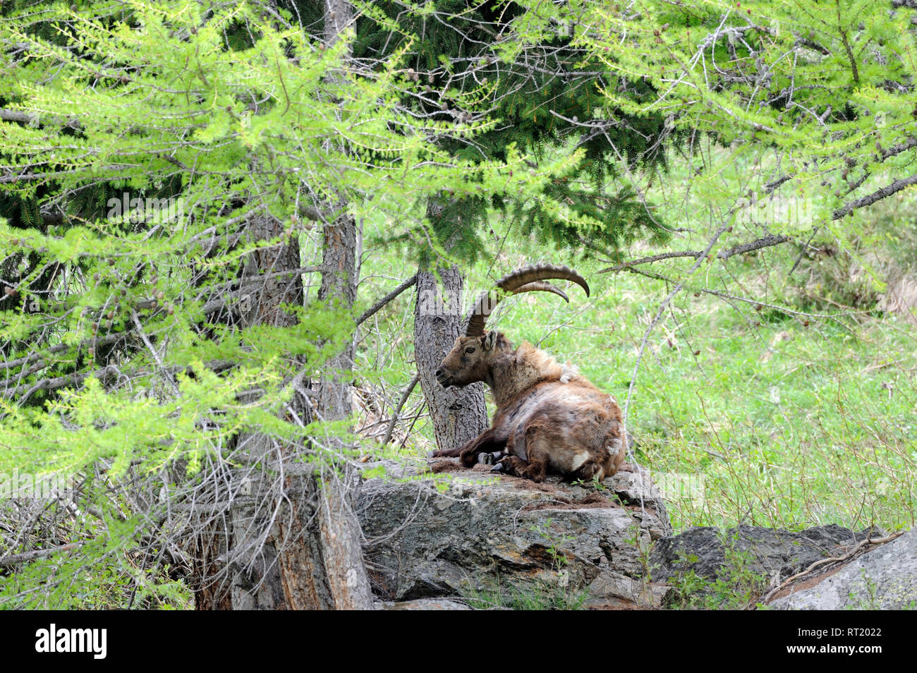 Capricorn, mountain goat, cloven-hoofed animal, ruminant, horn-rimmed ...