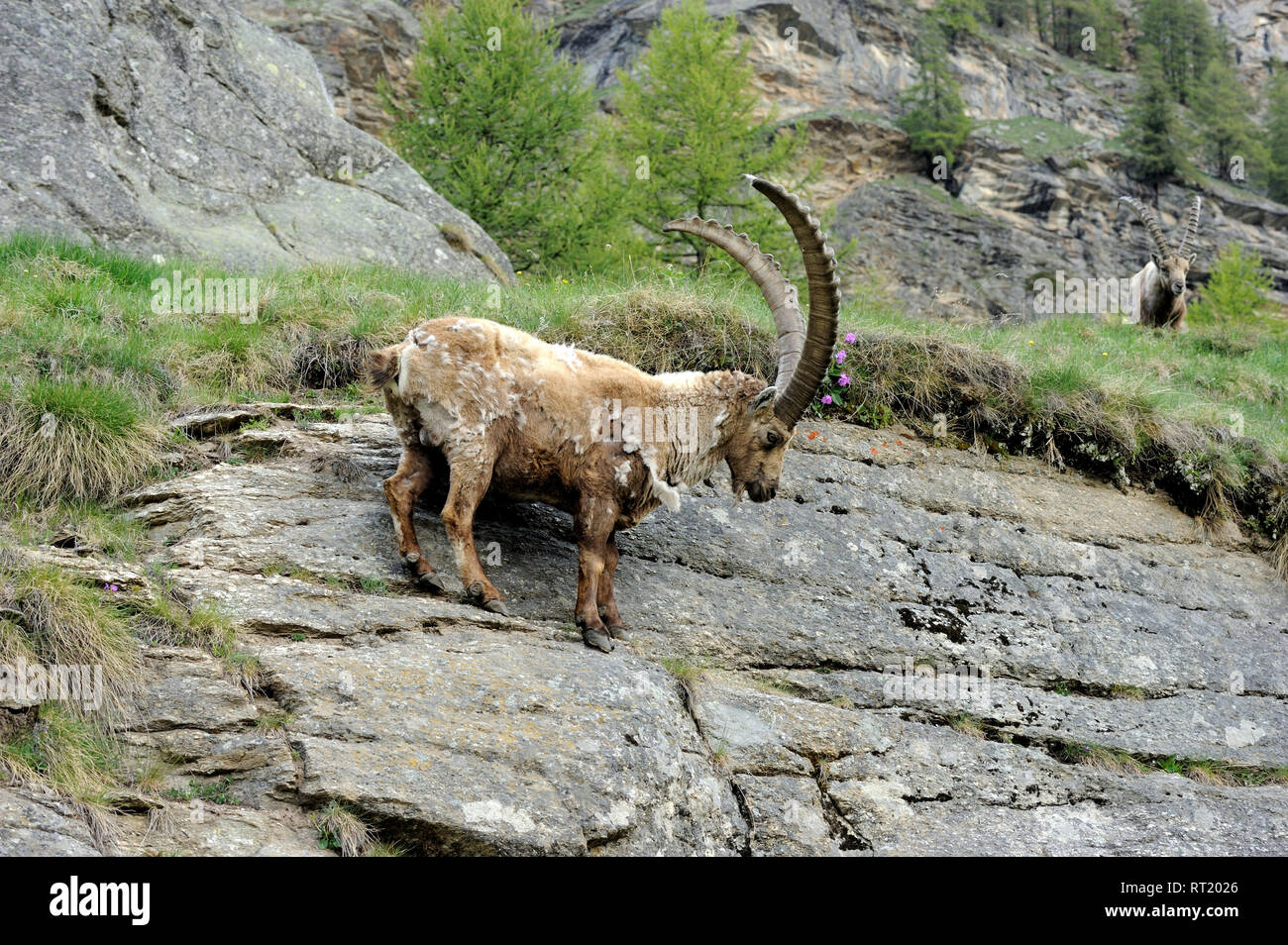 Capricorn, mountain goat, cloven-hoofed animal, ruminant, horn-rimmed ...