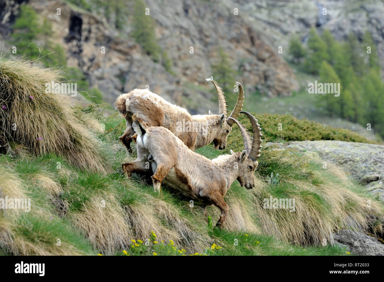 Capricorn, mountain goat, cloven-hoofed animal, ruminant, horn-rimmed ...