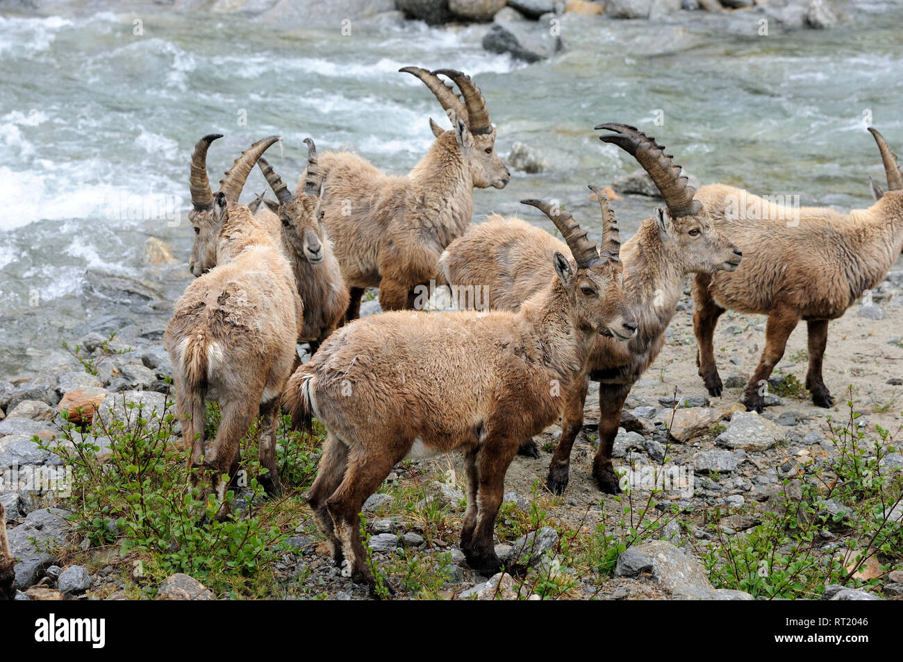 Capricorn, mountain goat, cloven-hoofed animal, ruminant, horn-rimmed ...