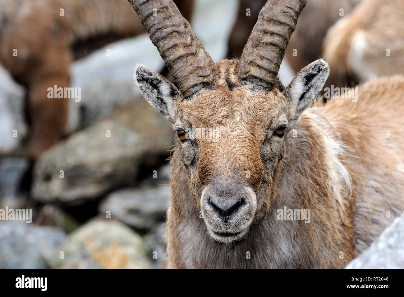 Capricorn, mountain goat, cloven-hoofed animal, ruminant, horn-rimmed ...