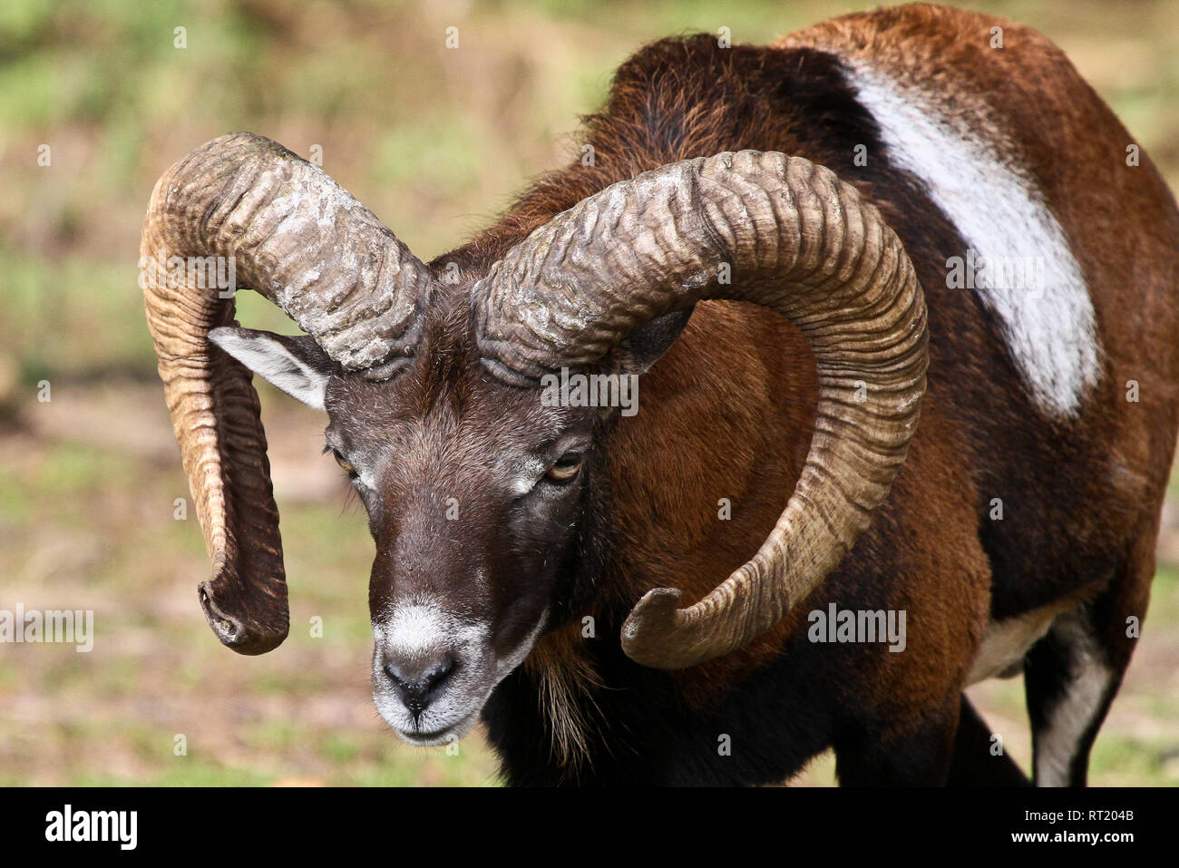 The European mouflon, Ovis orientalis musimon is the westernmost and ...