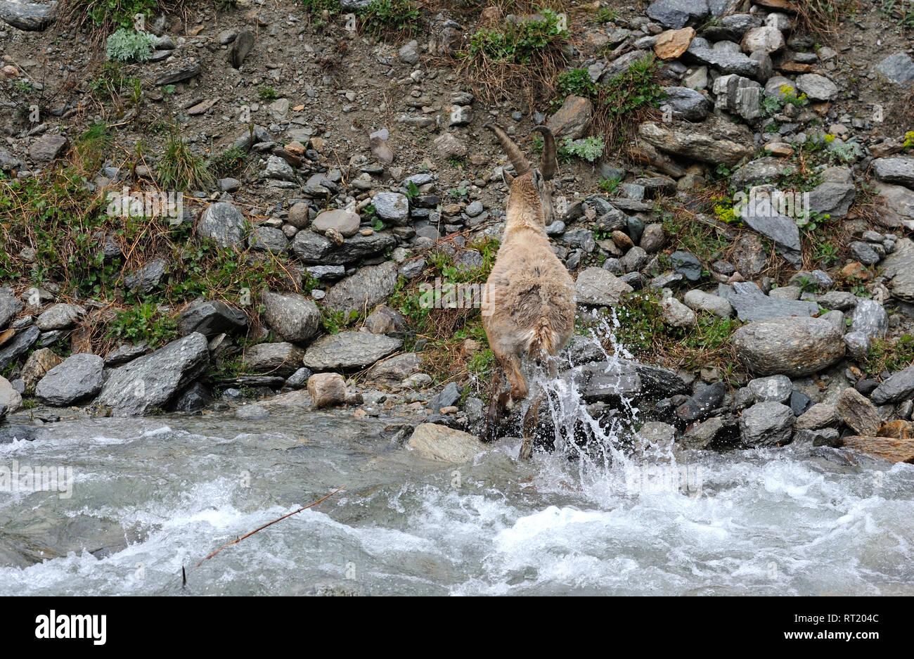 Capricorn, mountain goat, cloven-hoofed animal, ruminant, horn-rimmed ...