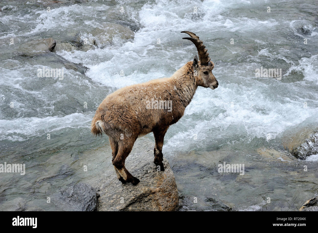 Capricorn, mountain goat, cloven-hoofed animal, ruminant, horn-rimmed ...