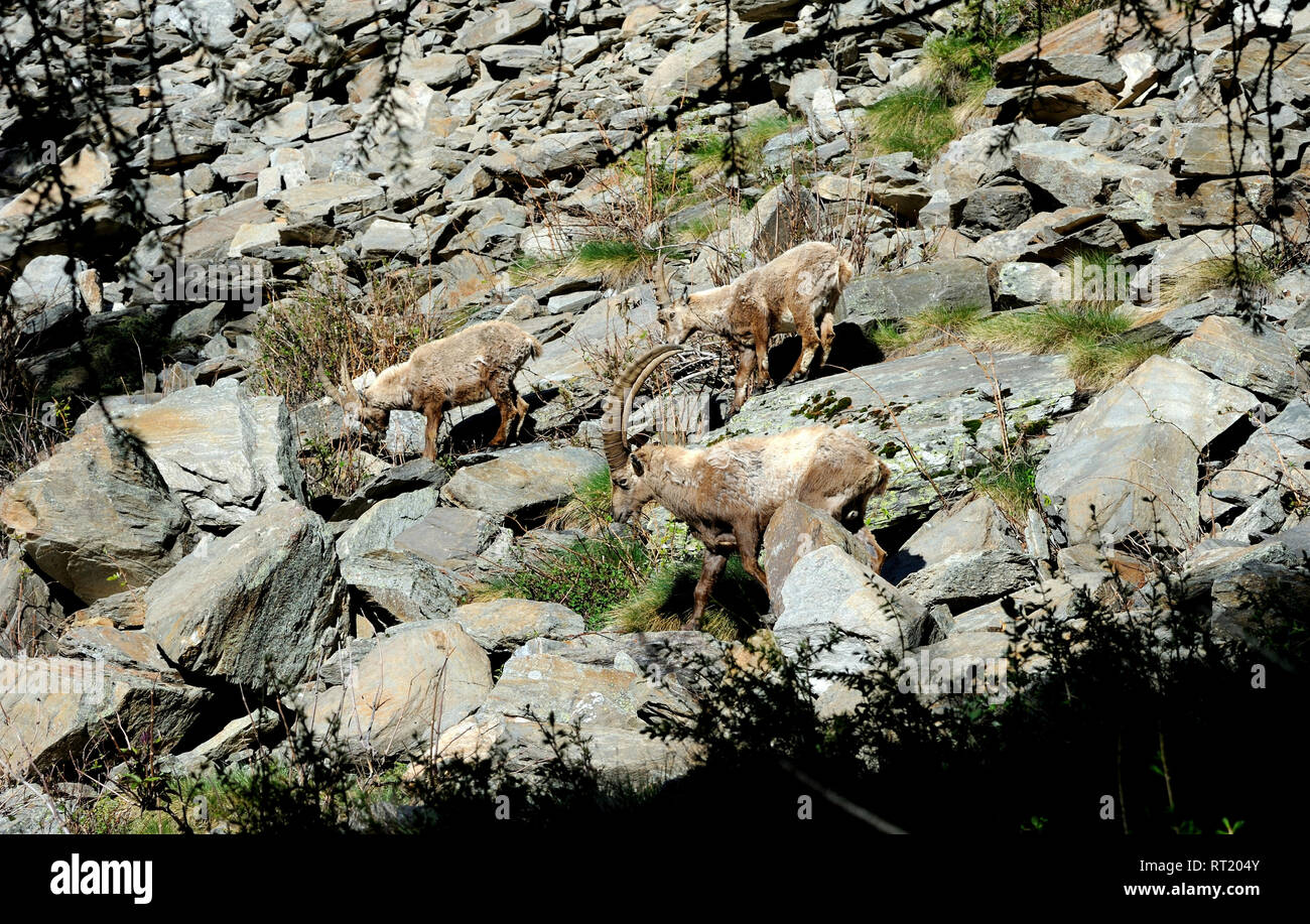 Capricorn, mountain goat, cloven-hoofed animal, ruminant, horn-rimmed ...