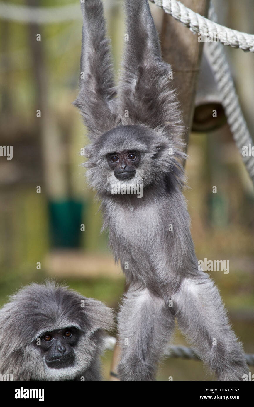 The siamang,Symphalangus syndactylus is an arboreal black-furred gibbon ...