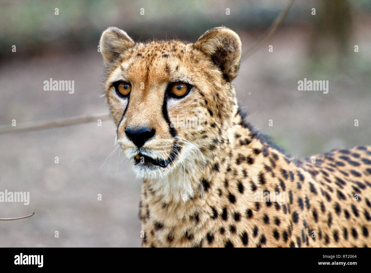 Subfamily Felinae High Resolution Stock Photography and Images - Alamy