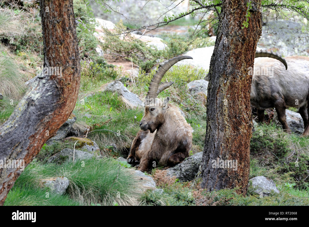 Capricorn, mountain goat, cloven-hoofed animal, ruminant, horn-rimmed ...