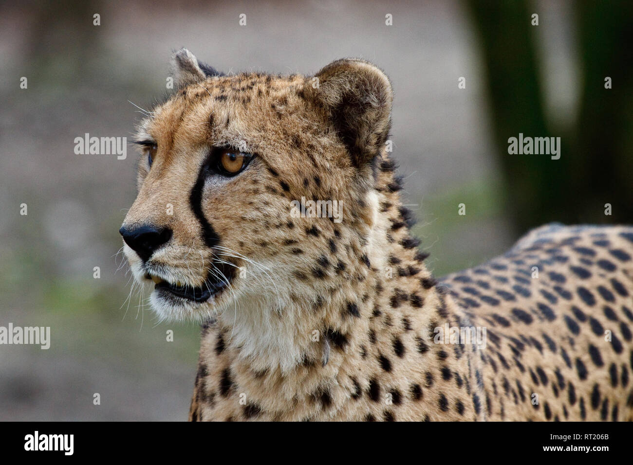 Subfamily felinae hi-res stock photography and images - Alamy