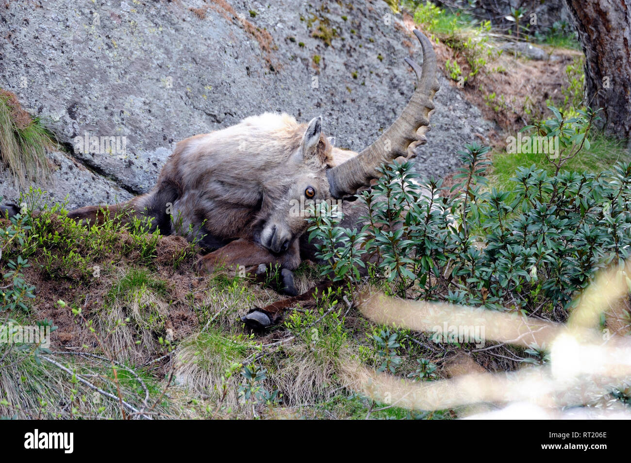 Capricorn, mountain goat, cloven-hoofed animal, ruminant, horn-rimmed ...