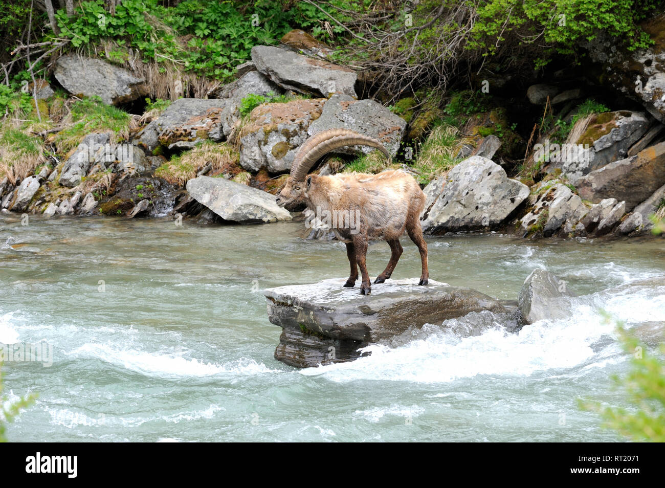 Capricorn, mountain goat, cloven-hoofed animal, ruminant, horn-rimmed ...