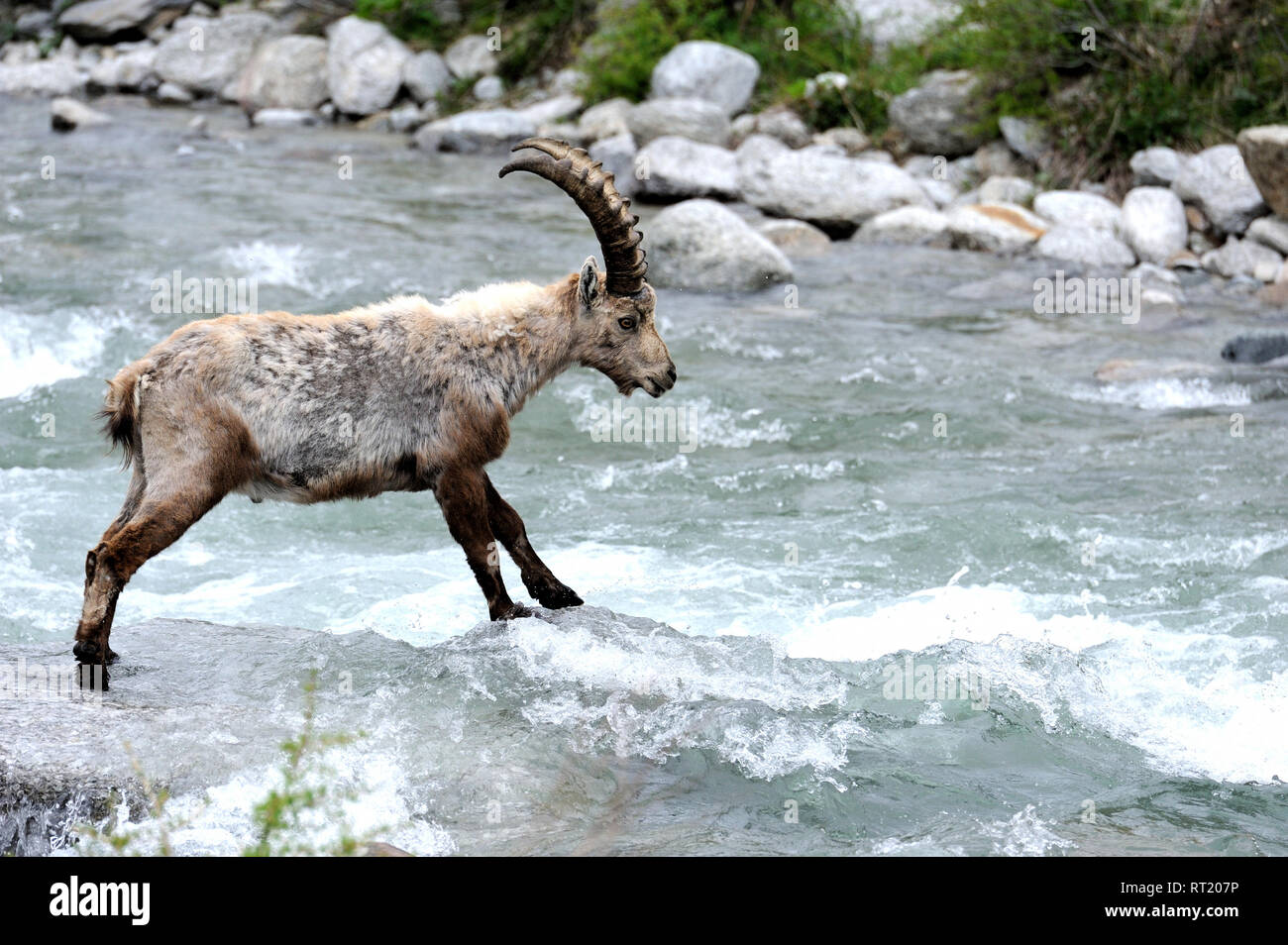 Capricorn, mountain goat, cloven-hoofed animal, ruminant, horn-rimmed ...