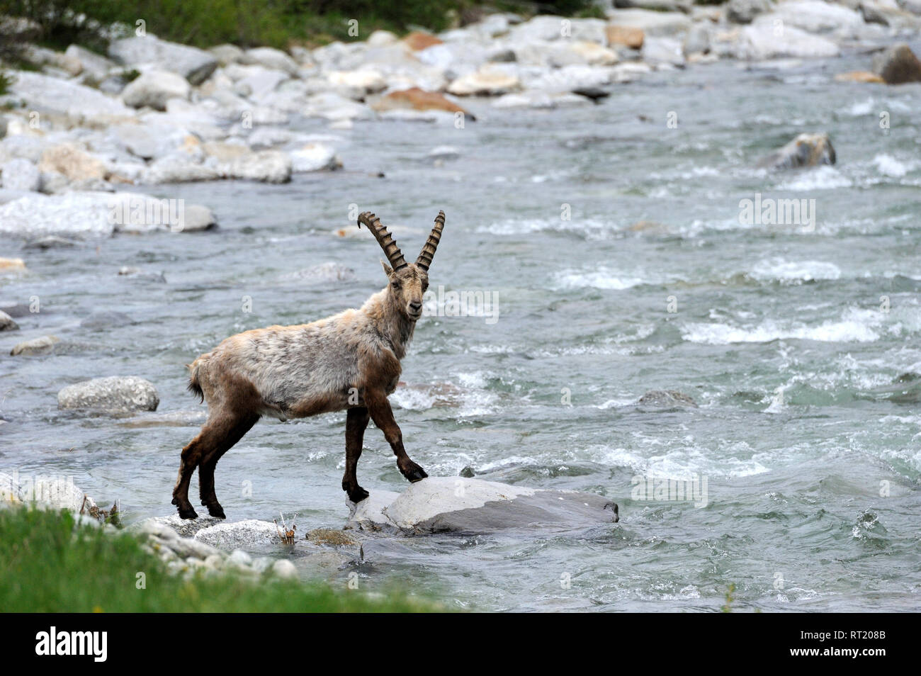 Capricorn, mountain goat, cloven-hoofed animal, ruminant, horn-rimmed ...