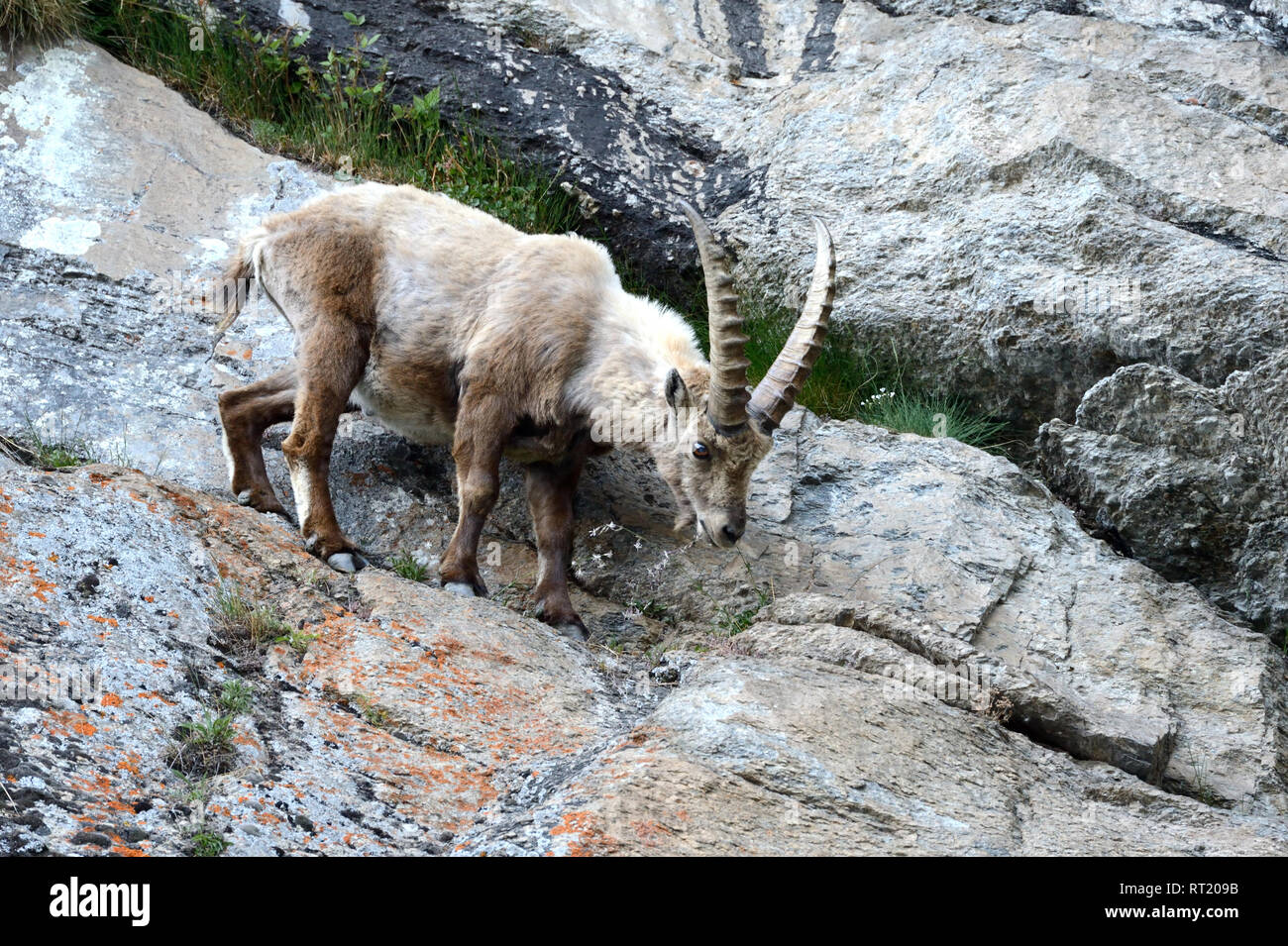 Capricorn, mountain goat, cloven-hoofed animal, ruminant, horn-rimmed ...