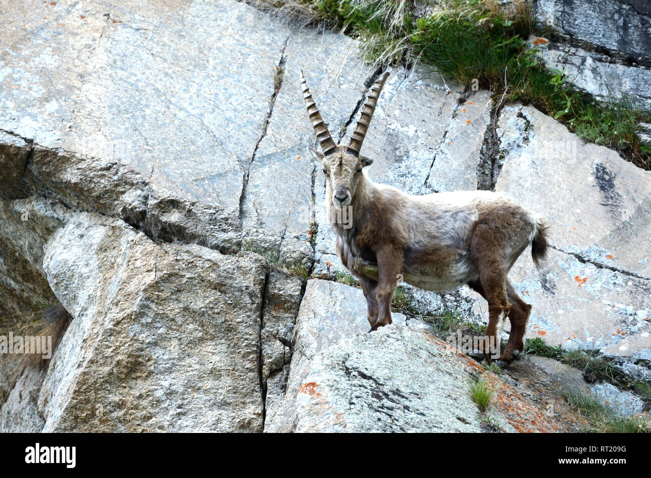 Capricorn, mountain goat, cloven-hoofed animal, ruminant, horn-rimmed ...