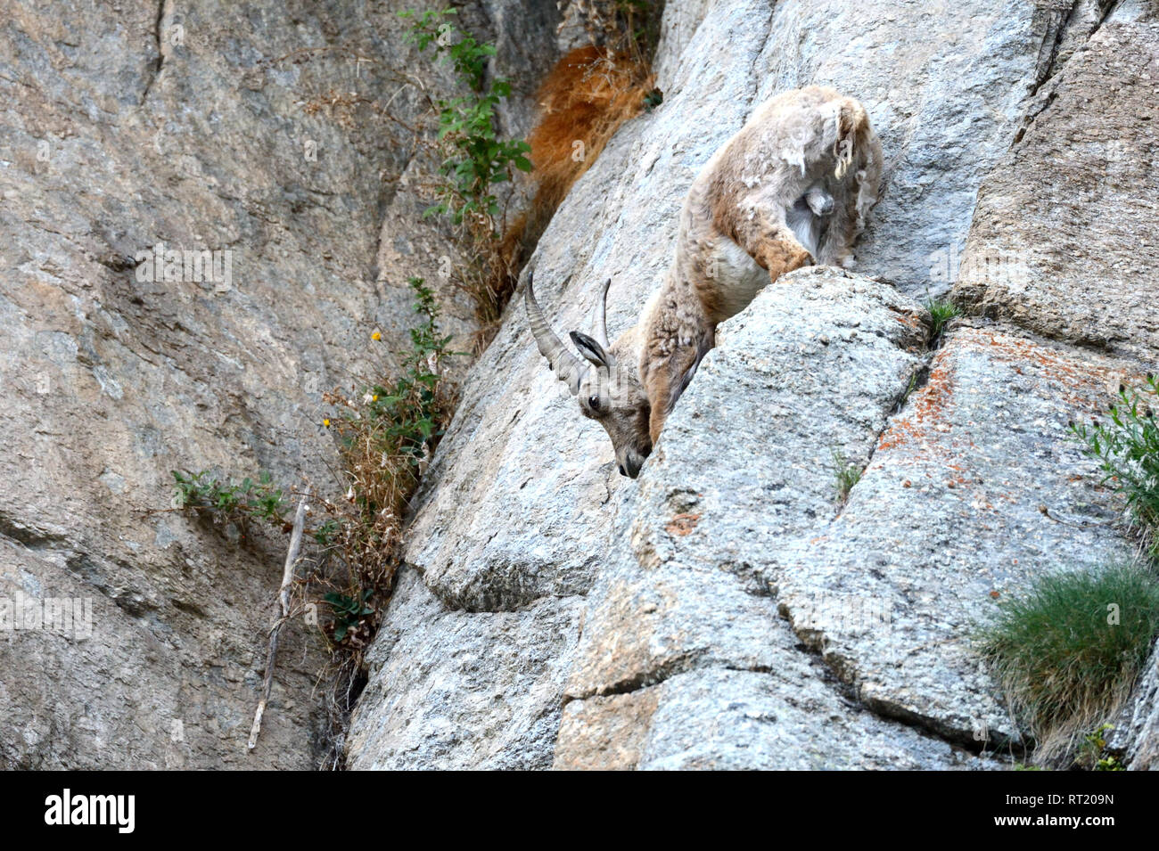 Capricorn, mountain goat, cloven-hoofed animal, ruminant, horn-rimmed ...