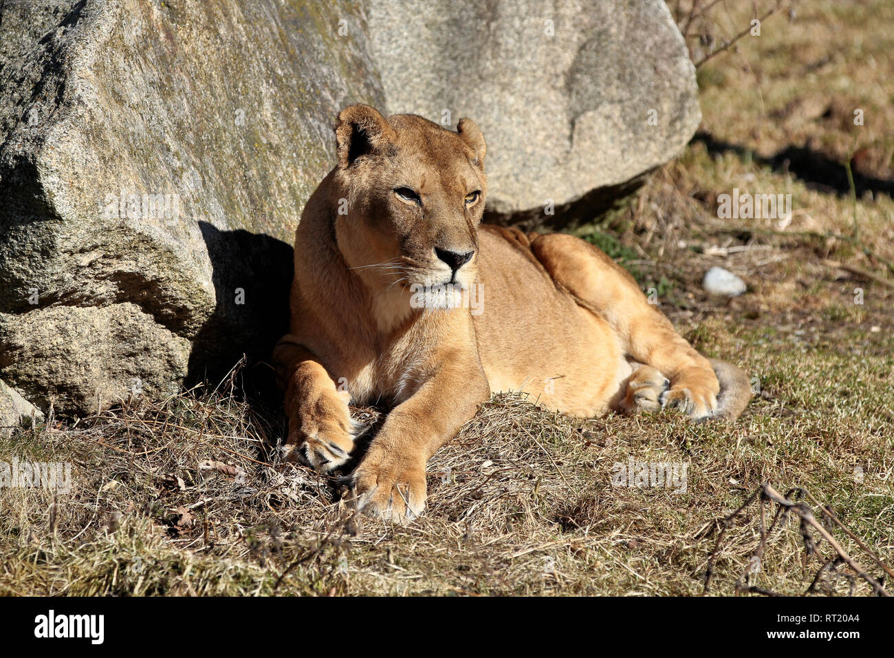 The lion, Panthera leo is one of the four big cats in the genus ...