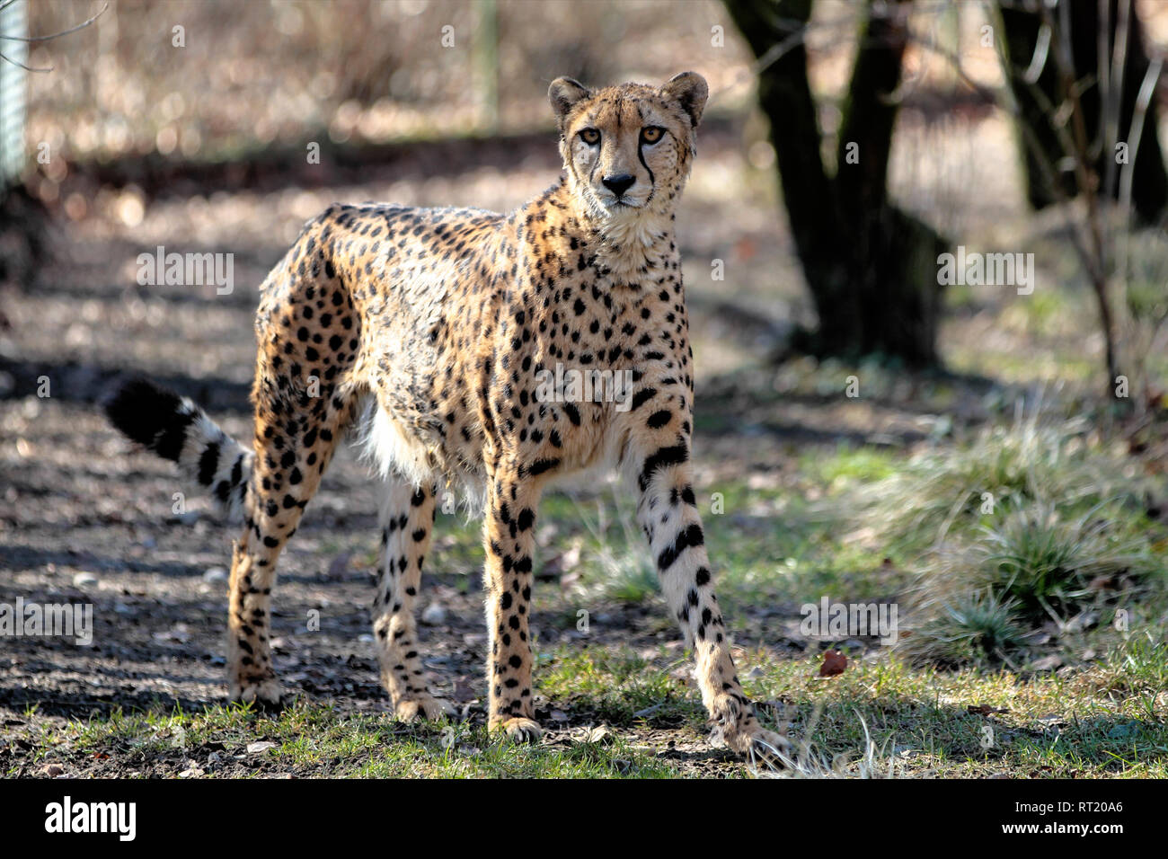 Subfamily felinae hi-res stock photography and images - Alamy