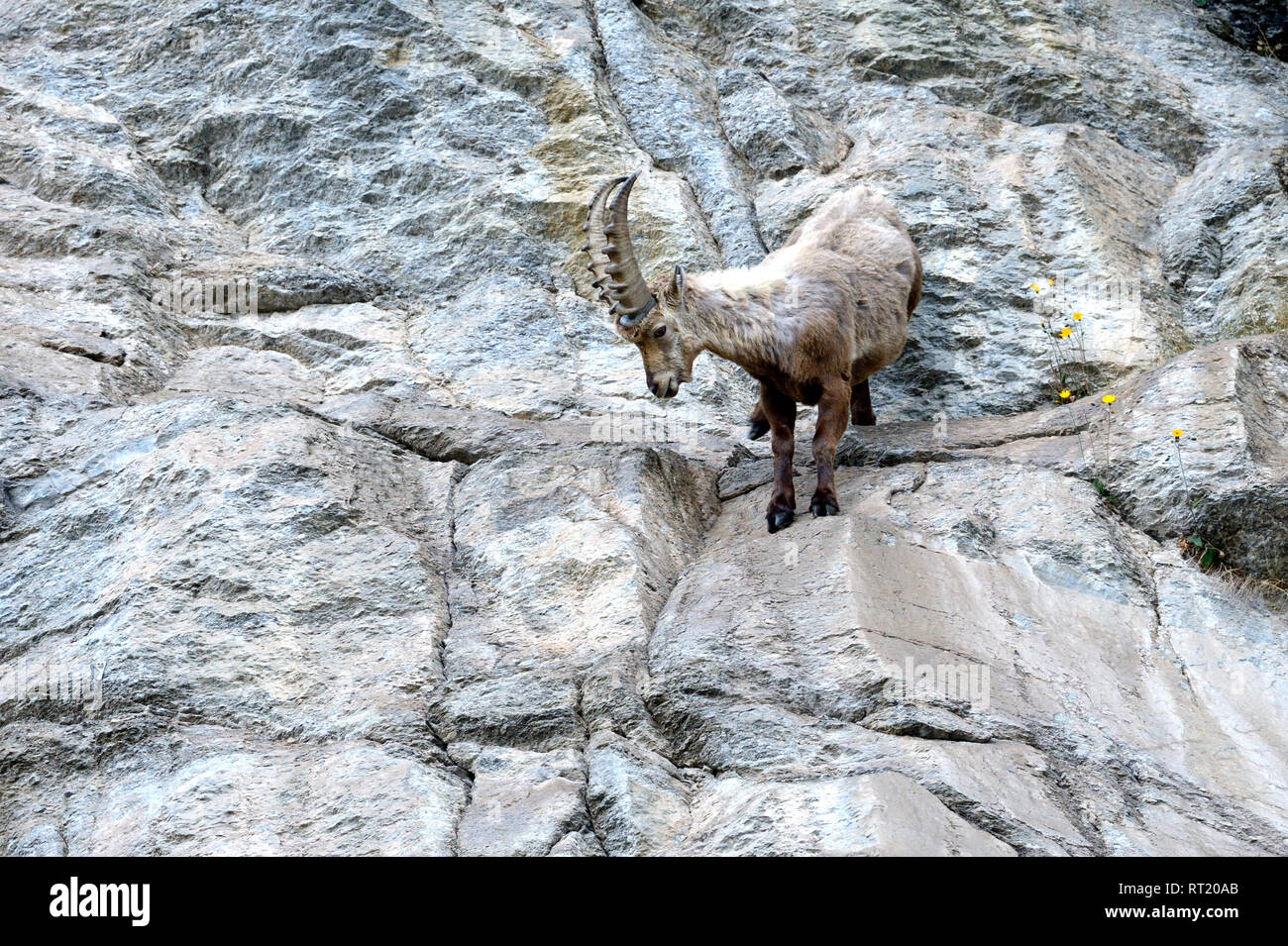 Capricorn, mountain goat, cloven-hoofed animal, ruminant, horn-rimmed ...