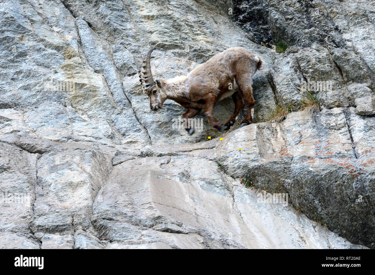 Capricorn, mountain goat, cloven-hoofed animal, ruminant, horn-rimmed ...