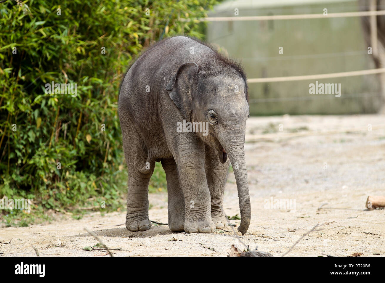 The Asian elephant, Elephas maximus also called Asiatic elephant, is ...