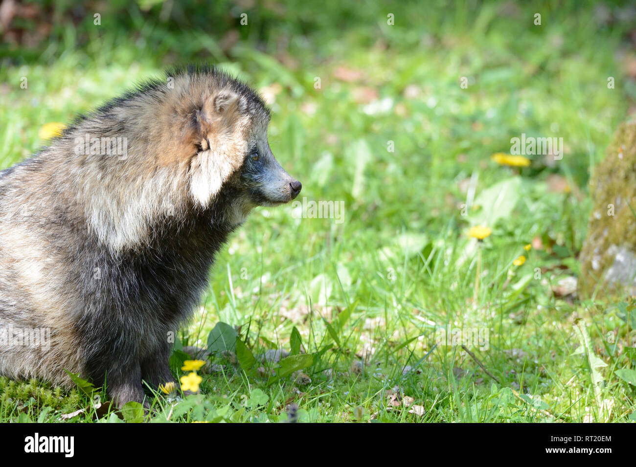 Real dogs, Enok, doggy, marten's dog, Nyctereutes procyonoides ...