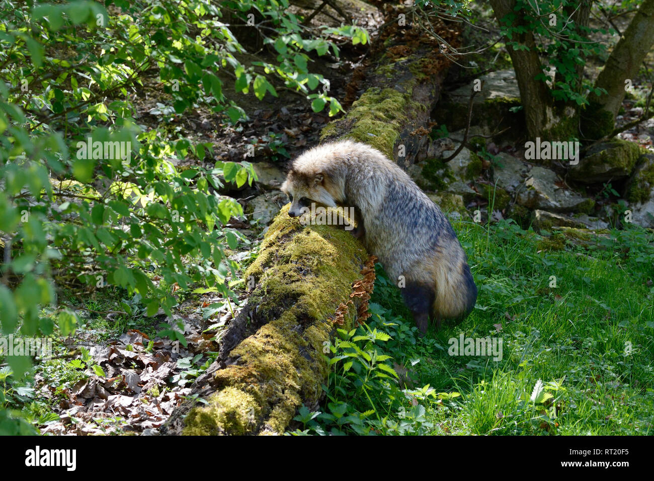 Real dogs, Enok, doggy, marten's dog, Nyctereutes procyonoides ...
